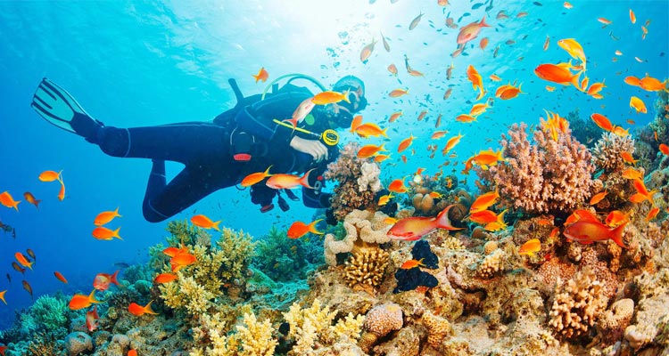 North Bay Island Andaman (Entry Fee, Timings, History, Built by, Images ...